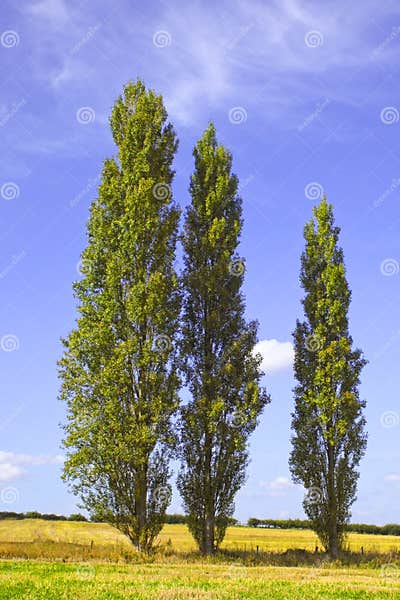 Poplar trees 2 stock image. Image of blue, summer, colors - 10899297