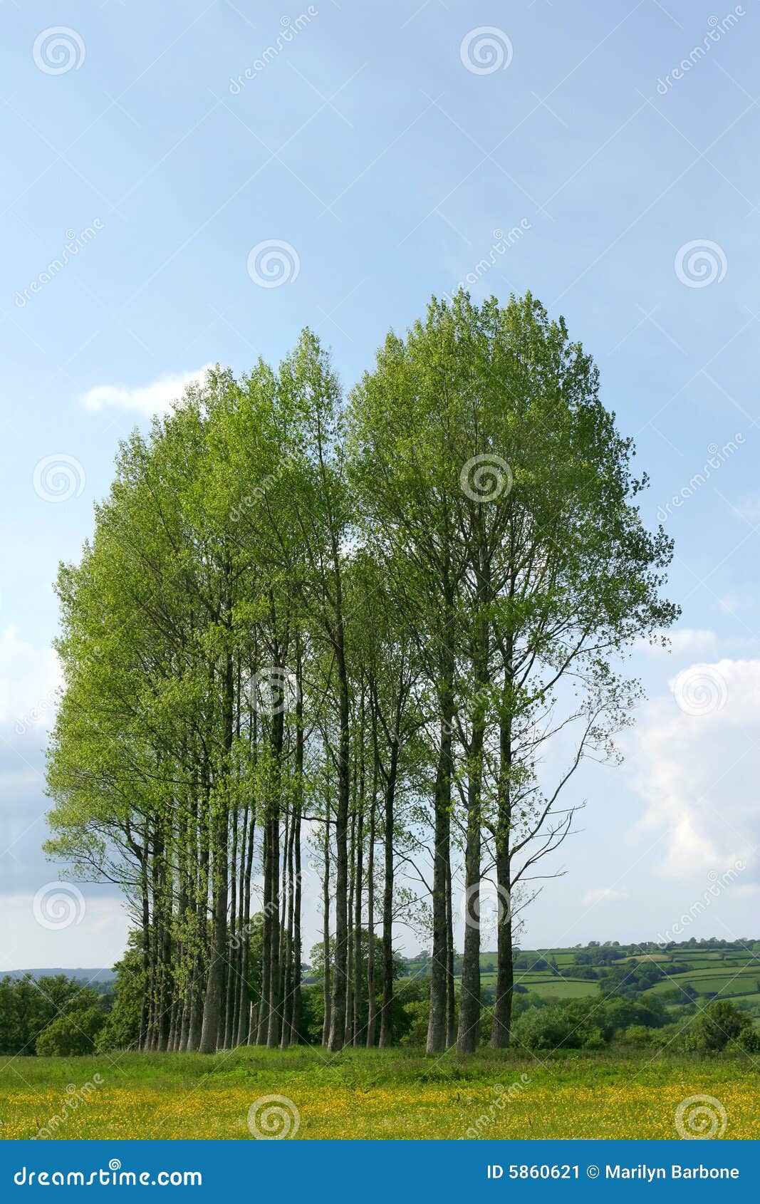 Poplar Trees stock image. Image of leaves, flora, foliage - 5860621