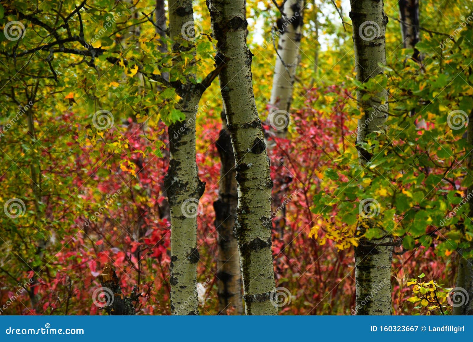 Poplar Trees with Autumn Colored Foliage Stock Image - Image of leaves ...