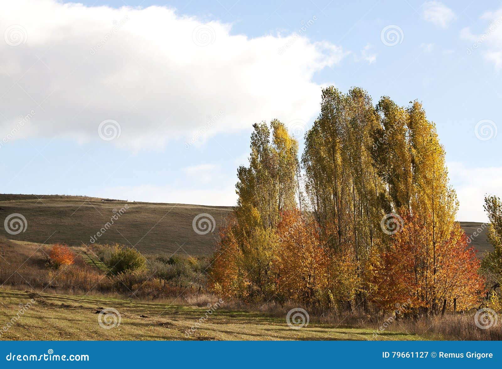 Poplar Trees in Autumn - RAW Format Stock Image - Image of field ...