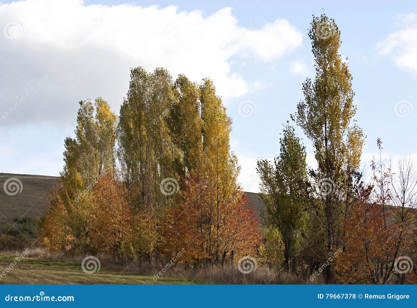 Poplar Trees in Autumn - RAW Format Stock Photo - Image of nature ...