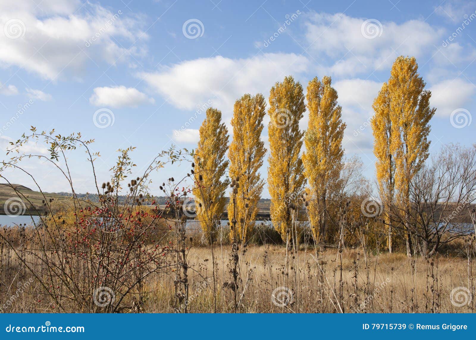 Poplar Trees in Autumn - RAW Format Stock Image - Image of trees, fall ...