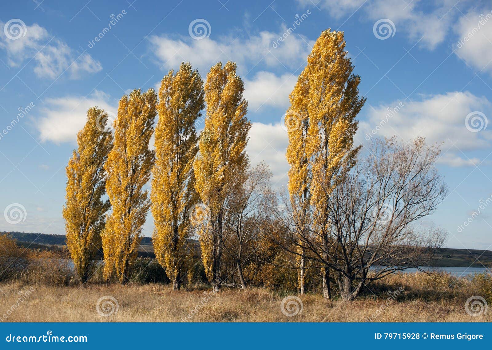 Poplar Trees in Autumn - RAW Format Stock Photo - Image of additional ...