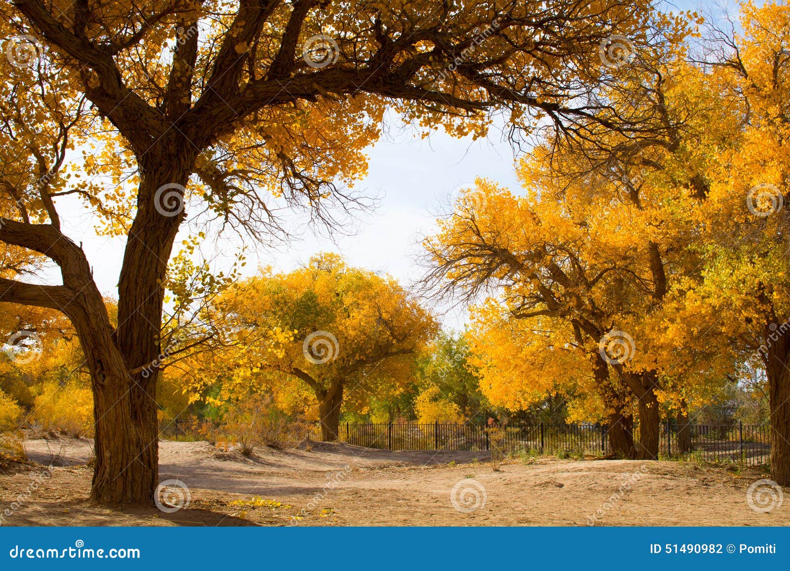 Poplar Trees in Autumn Season Stock Photo - Image of outdoors, huyang ...