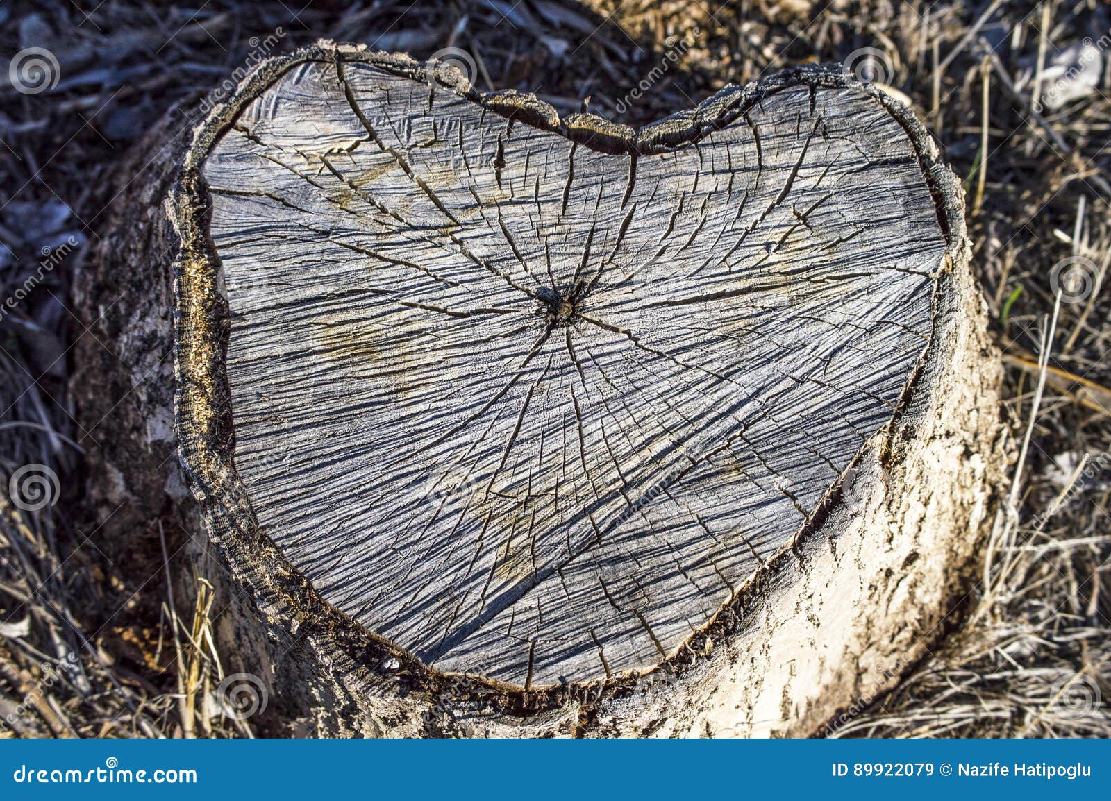 Poplar Trees Cut from the Bottom, Cut Tree Patterns Stock Image - Image ...
