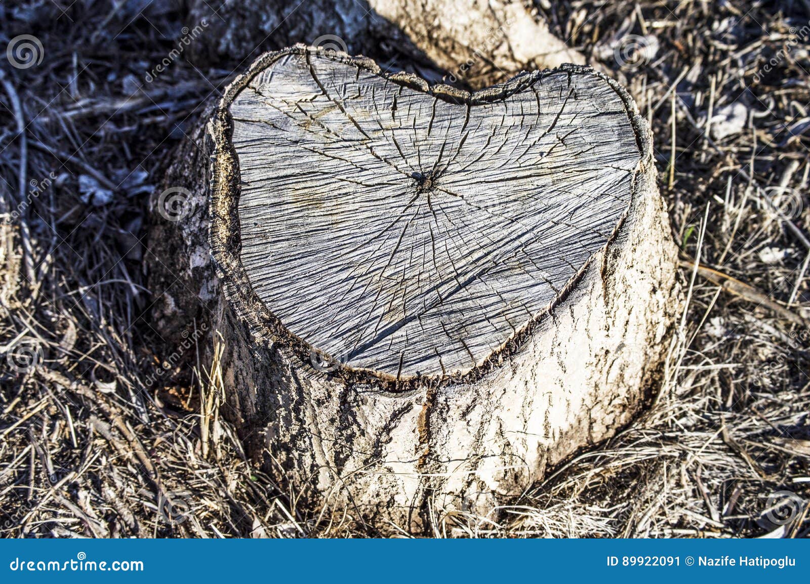 Poplar Trees Cut from the Bottom, Cut Tree Patterns Stock Image - Image ...