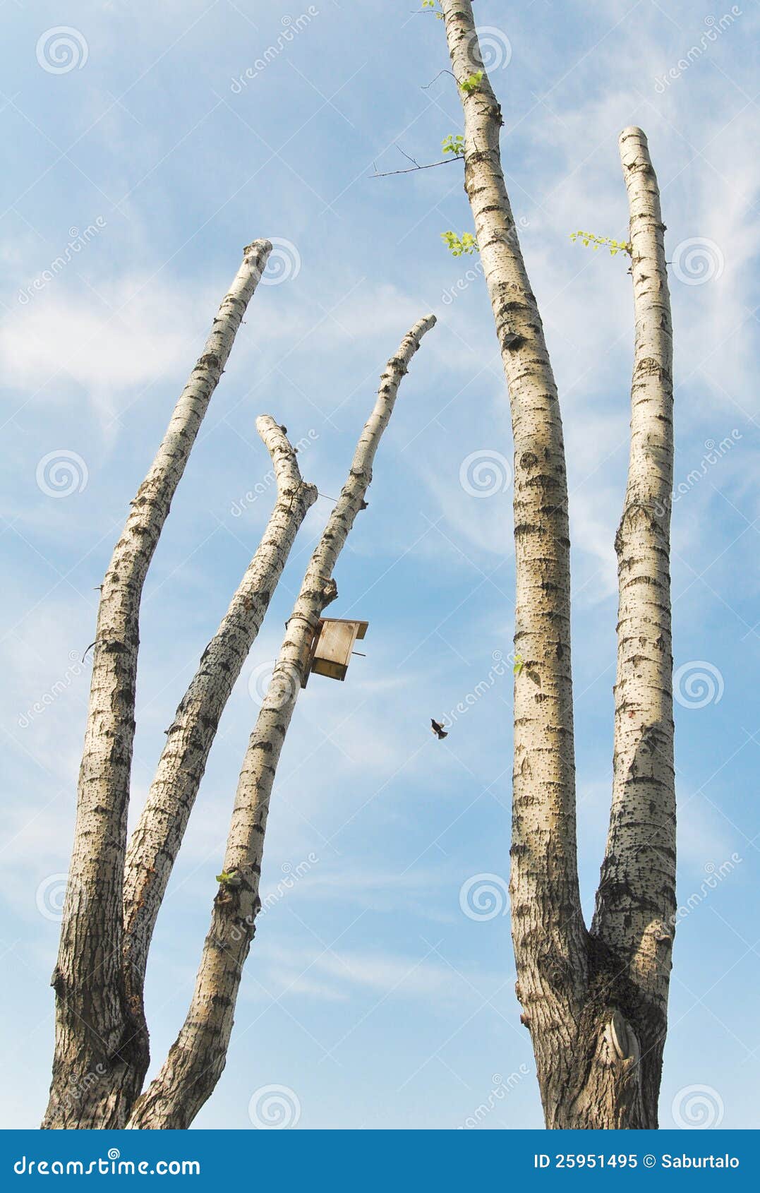 Poplar Trees with Cut Branches Stock Image - Image of nest, cloud: 25951495