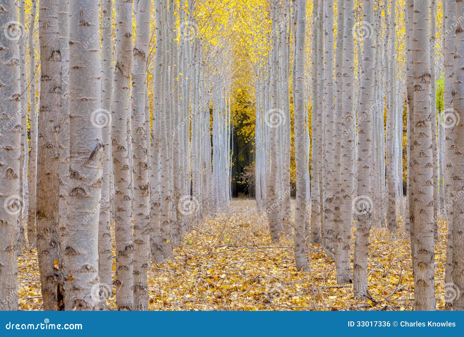 Poplar Trees on a Farm in the Fall Season Stock Photo - Image of forest ...