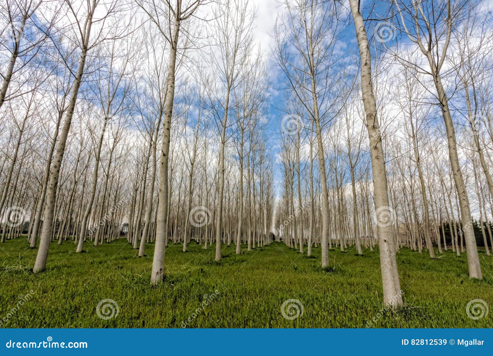 Poplar Trees Forest in Cold Winter Stock Image - Image of plants ...