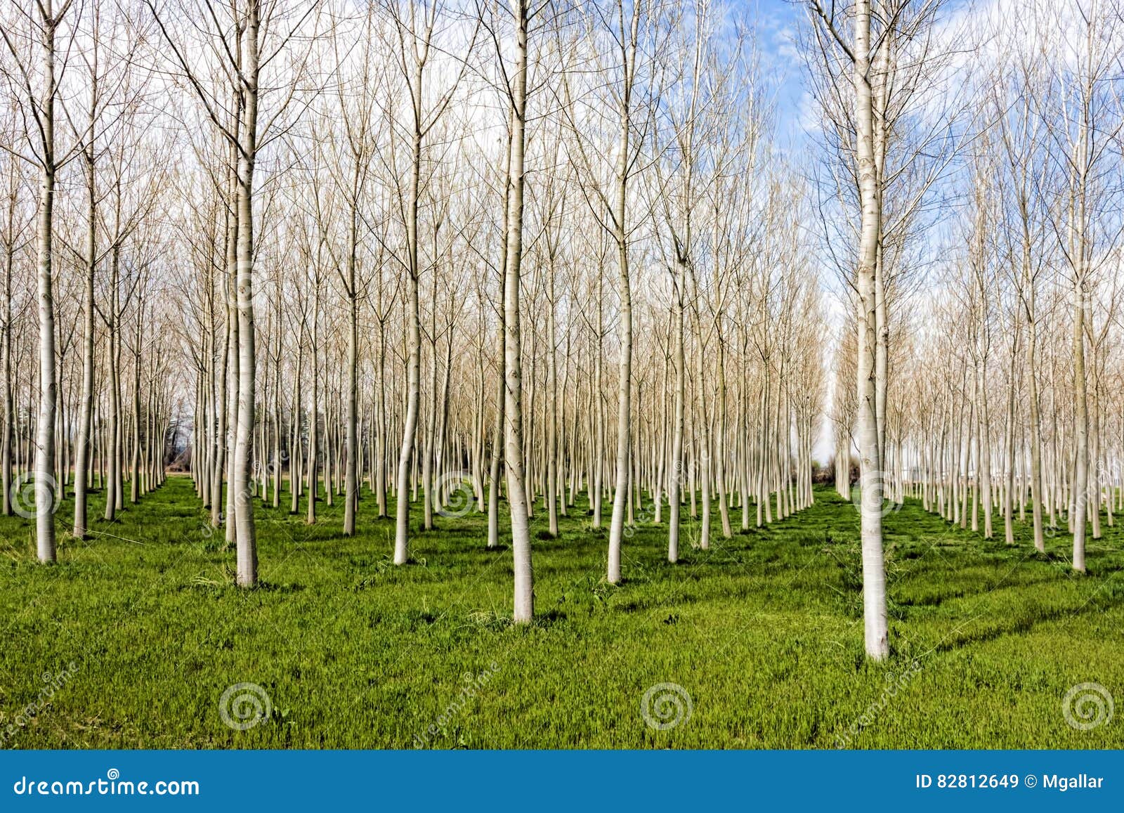 Poplar Trees Forest in Cold Winter Day Stock Image - Image of height ...