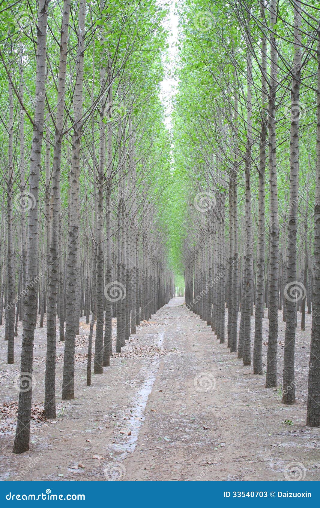 Poplar Trees stock image. Image of straight, scenery - 33540703