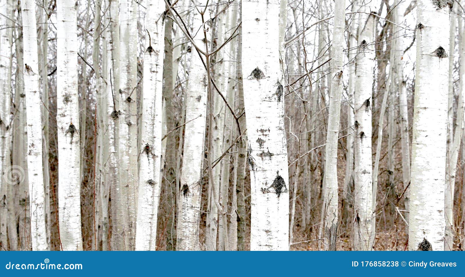 Poplar Trees on Hill in Spring Stock Photo - Image of spring, texture ...