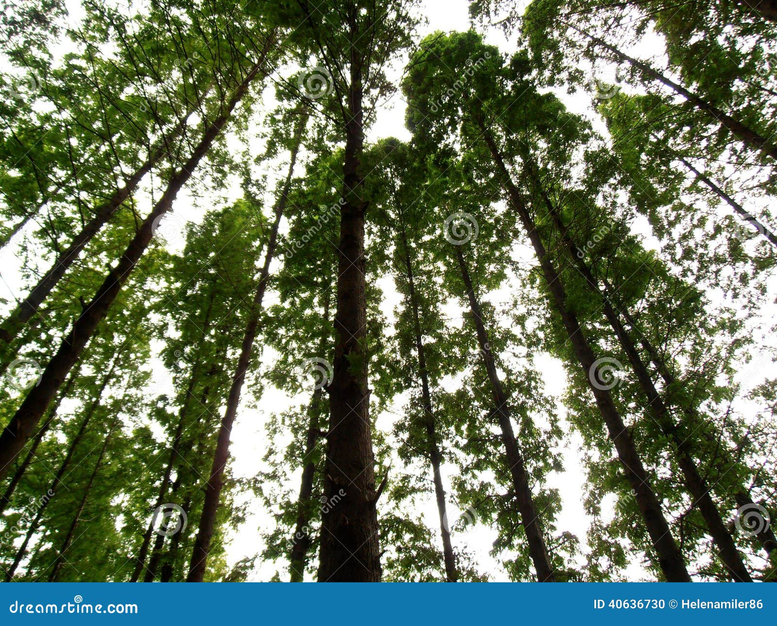 Poplar Trees Stock Photo | CartoonDealer.com #39803076