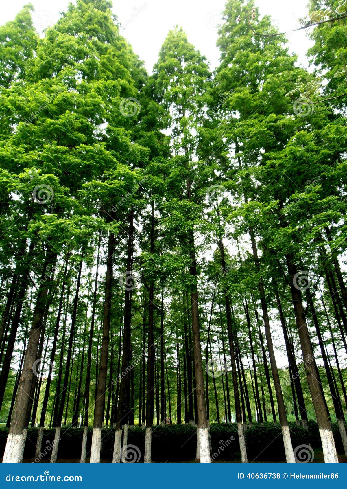 Poplar trees stock photo. Image of spring, greenery, view - 40636738