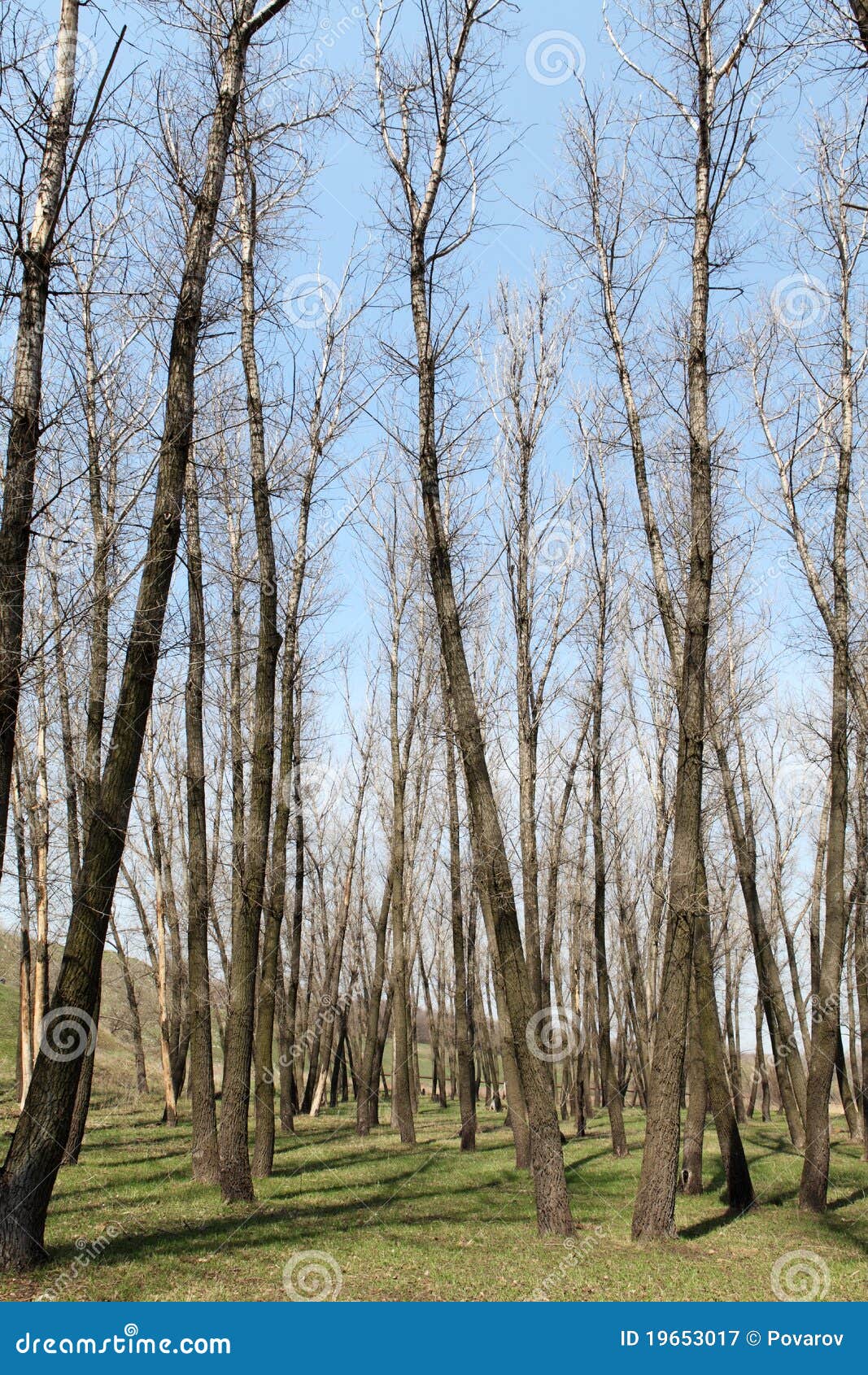 Poplar Trees without Leaves in the Spring Stock Image - Image of park ...