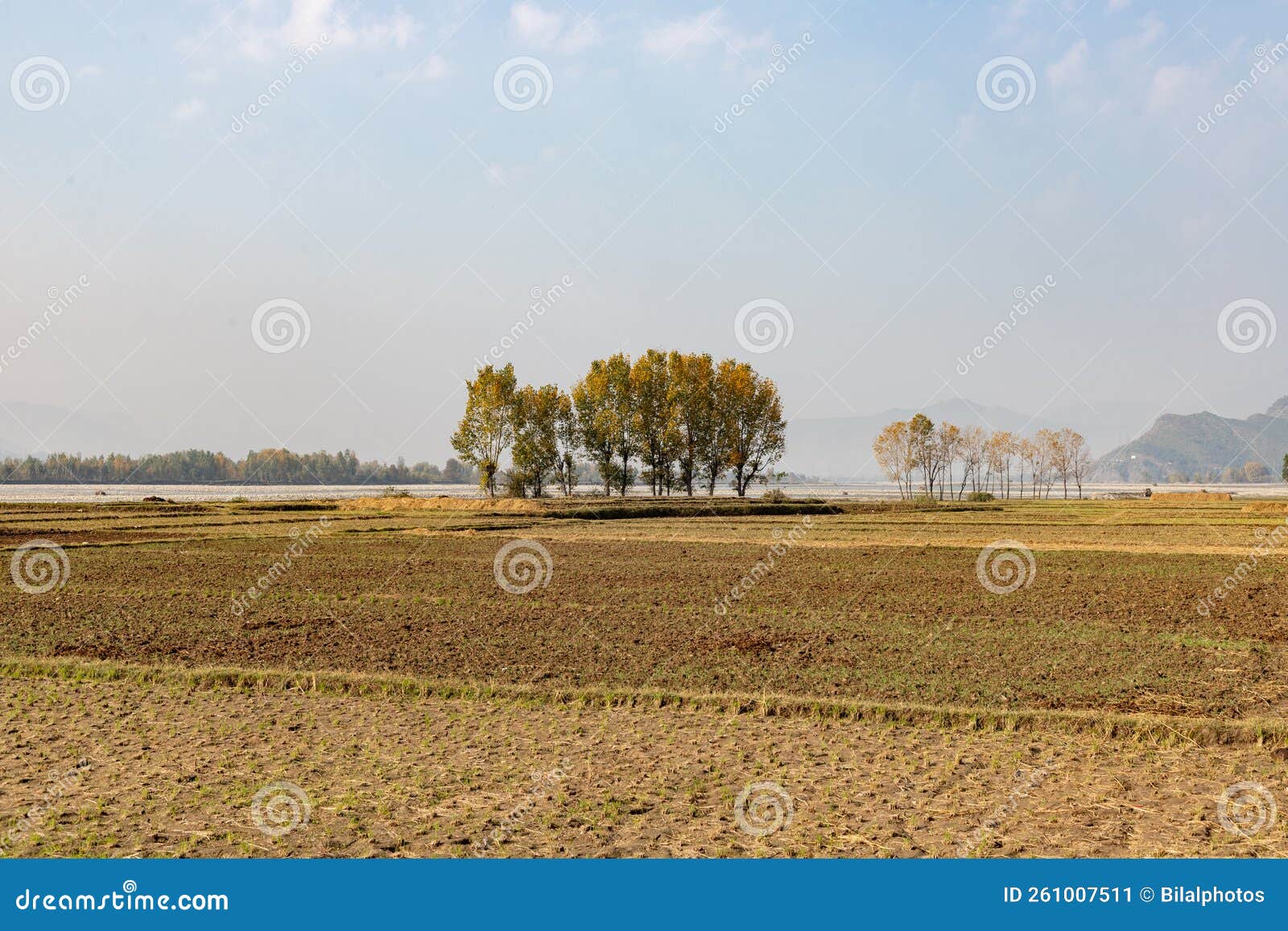 Poplar Trees in the Middle of Fields in Autumn Winter Season Beautiful ...