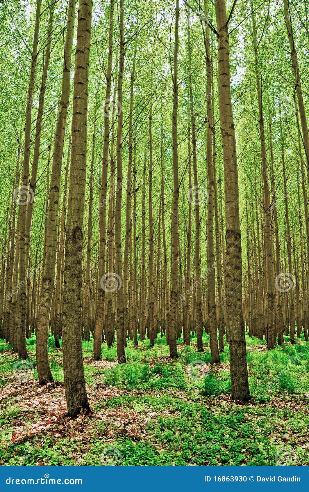 Poplar Trees Near Boardman, Oregon Stock Photo - Image of tree, bark ...