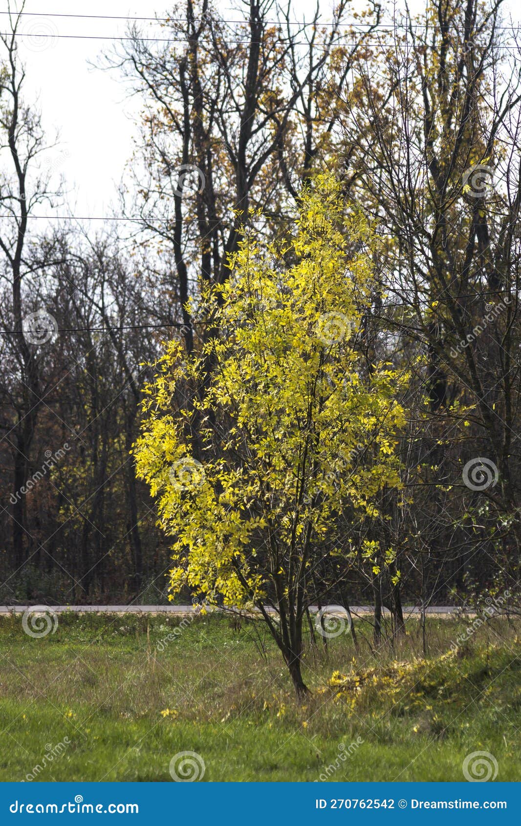 Poplar trees in the park stock photo. Image of bright - 270762542