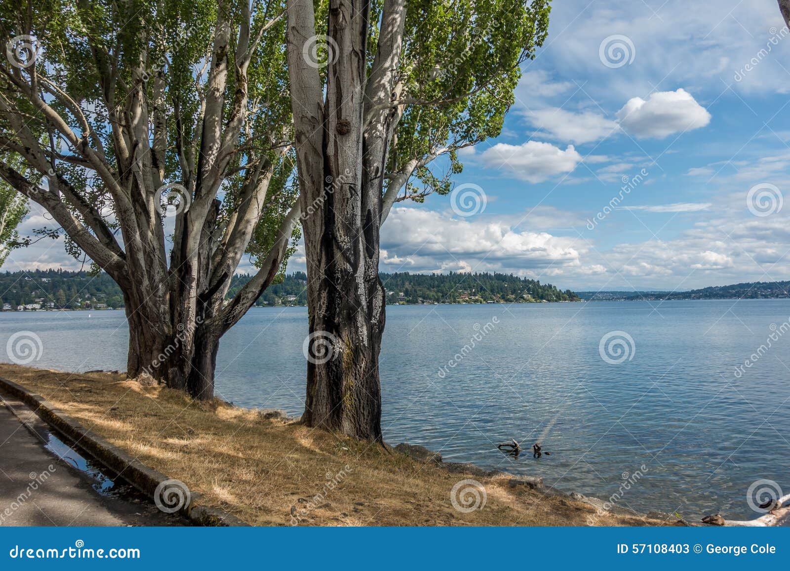 Poplar Trees at Seward Park Stock Image - Image of lake, water: 57108403
