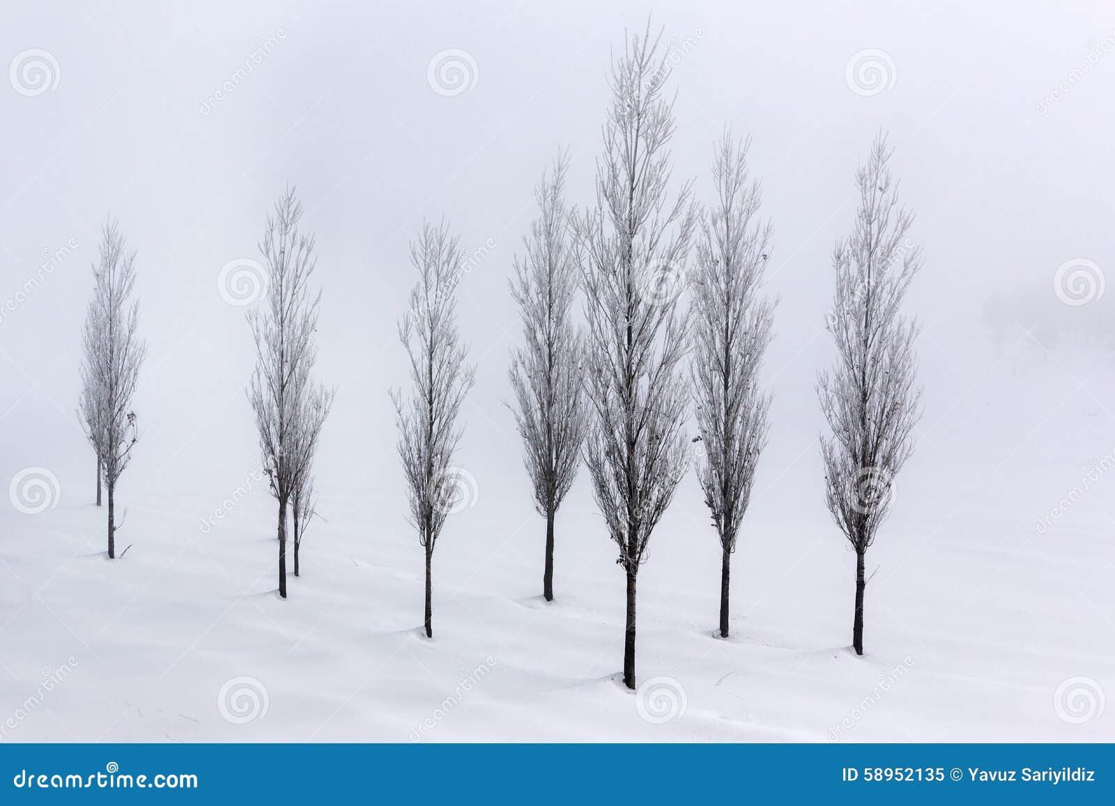 Poplar Trees in Soft,tranquil Environment in Winter Time Stock Image ...