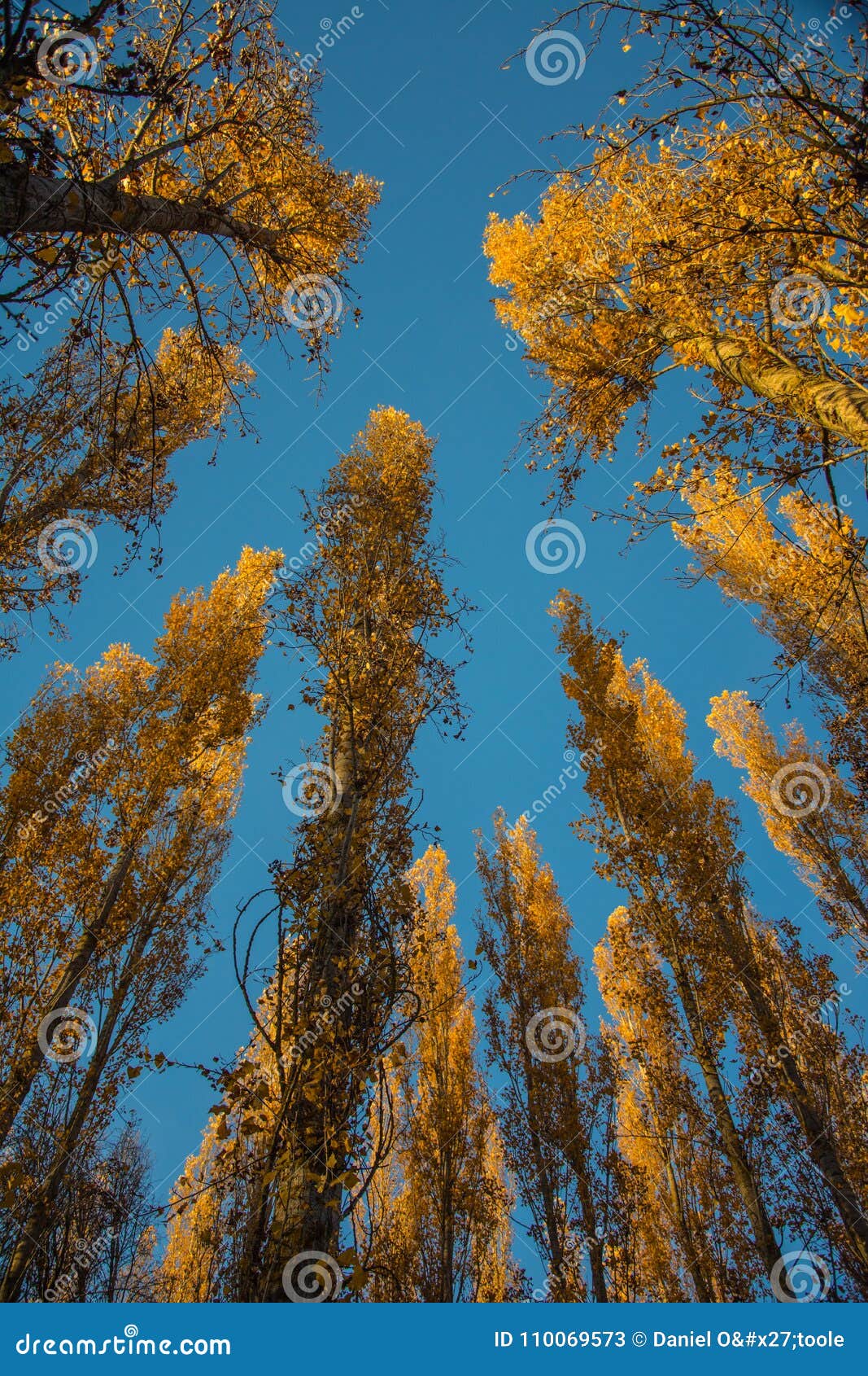Poplar Trees at Sundown in the Fall Stock Image - Image of contrast ...