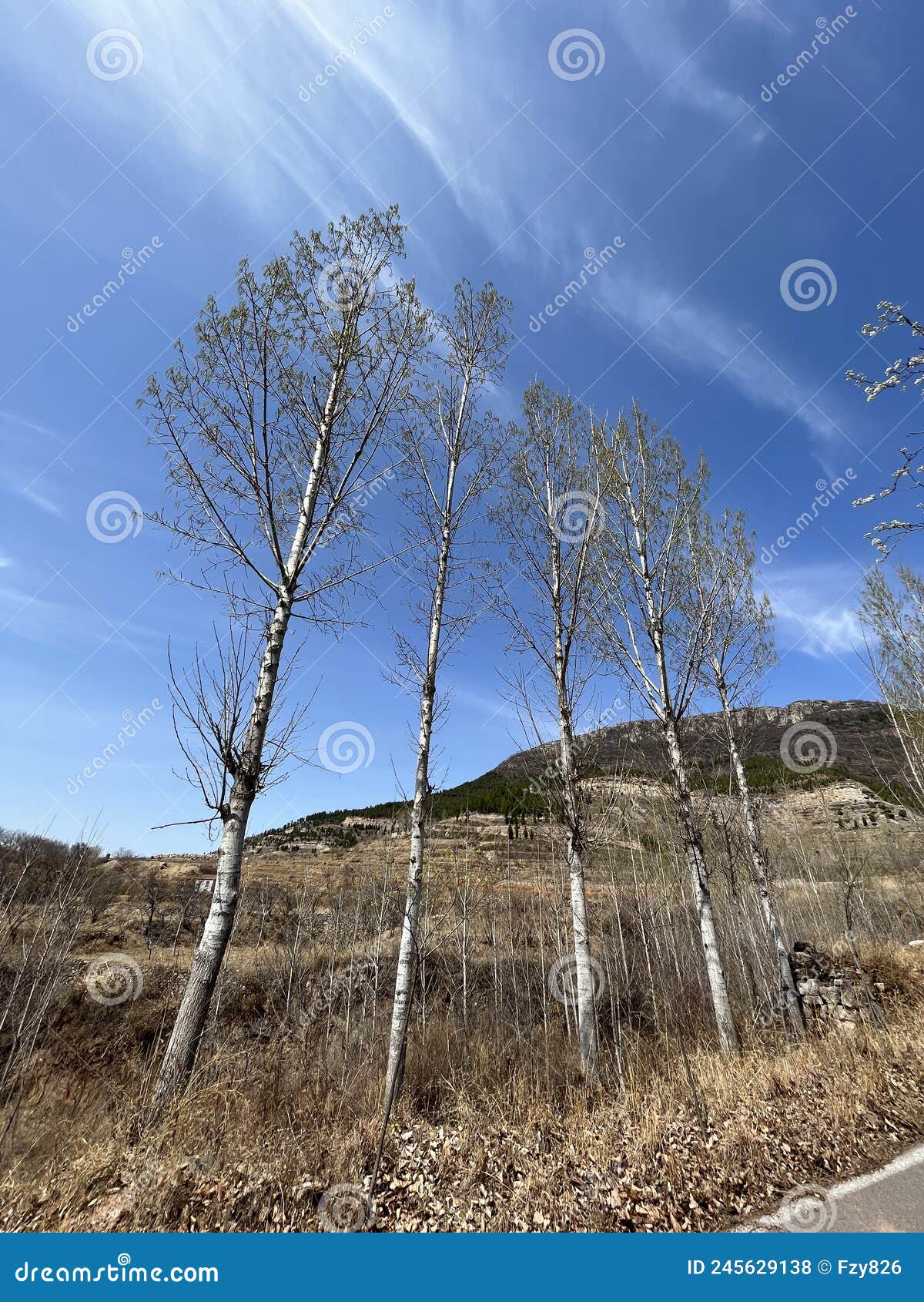 Poplar Trees in Early Spring Stock Photo - Image of spring, warm: 245629138