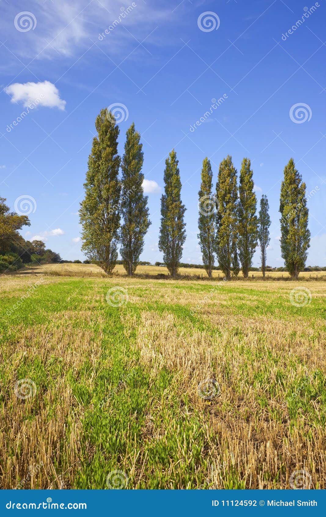 Poplar Trees in a Sunny Field Stock Photo - Image of agriculture, blue ...