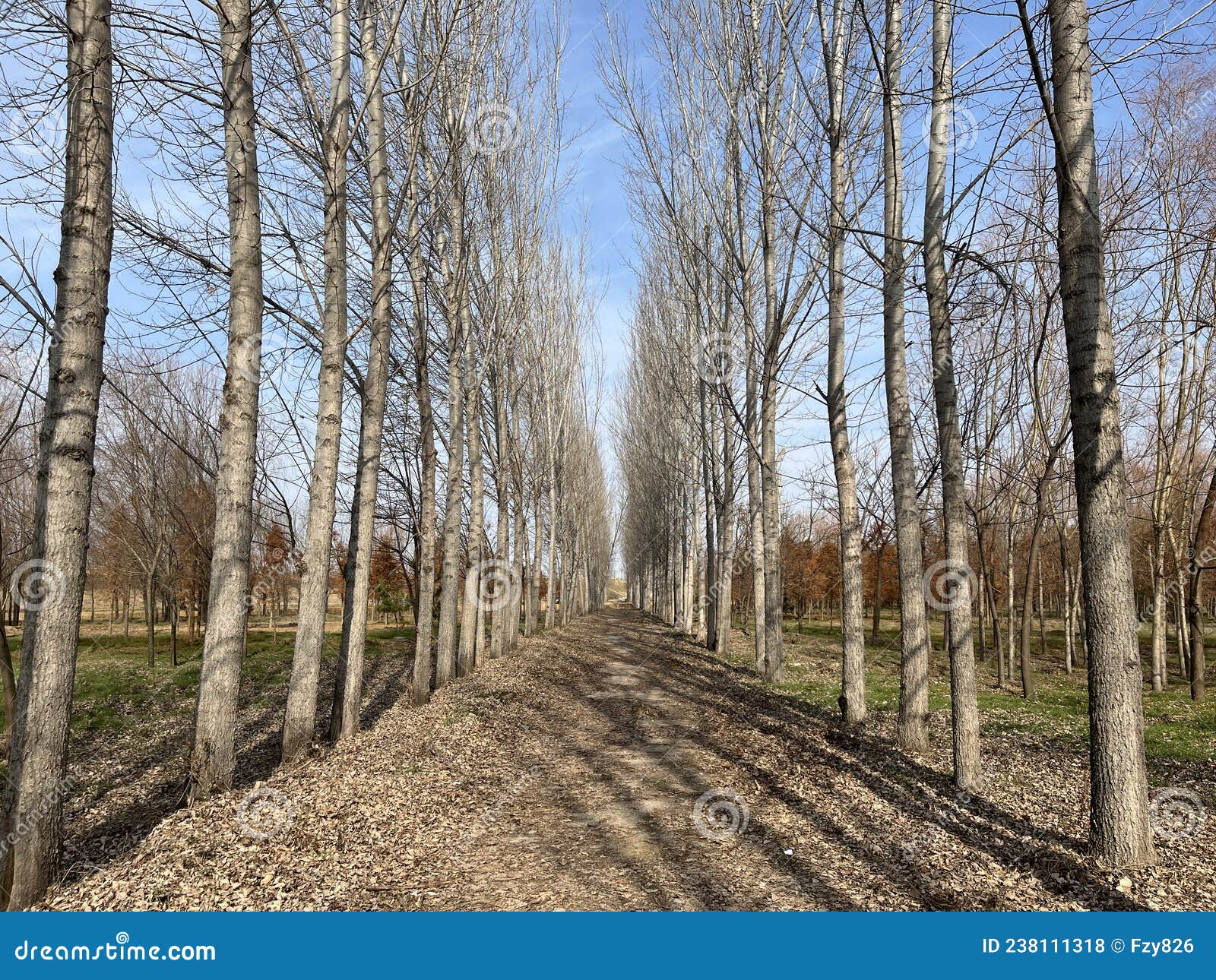 Poplar trees in winter stock photo. Image of sunny, lines - 238111318