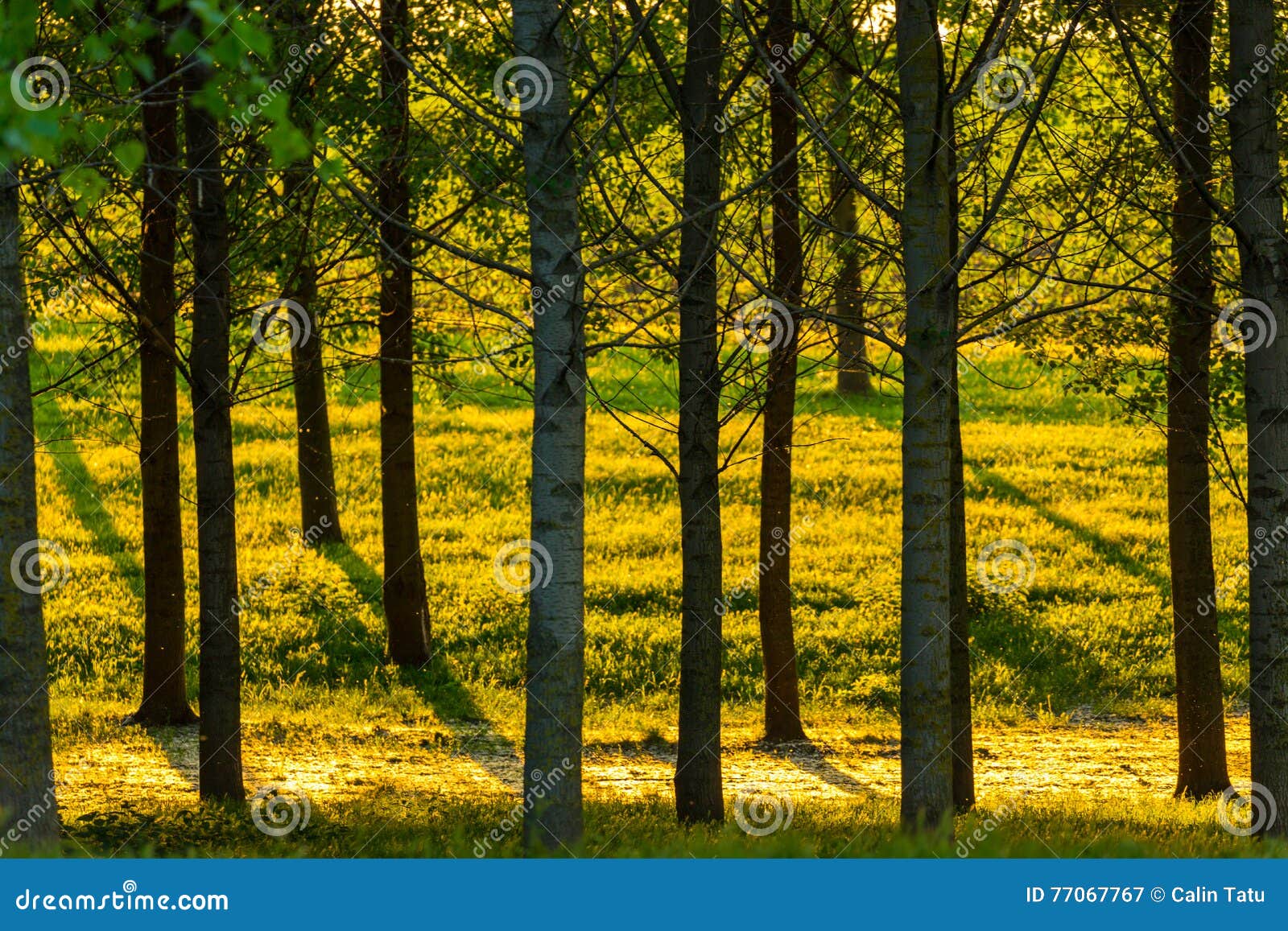 Poplar Trees and White Pollen in a Forest in Spring Stock Image - Image ...