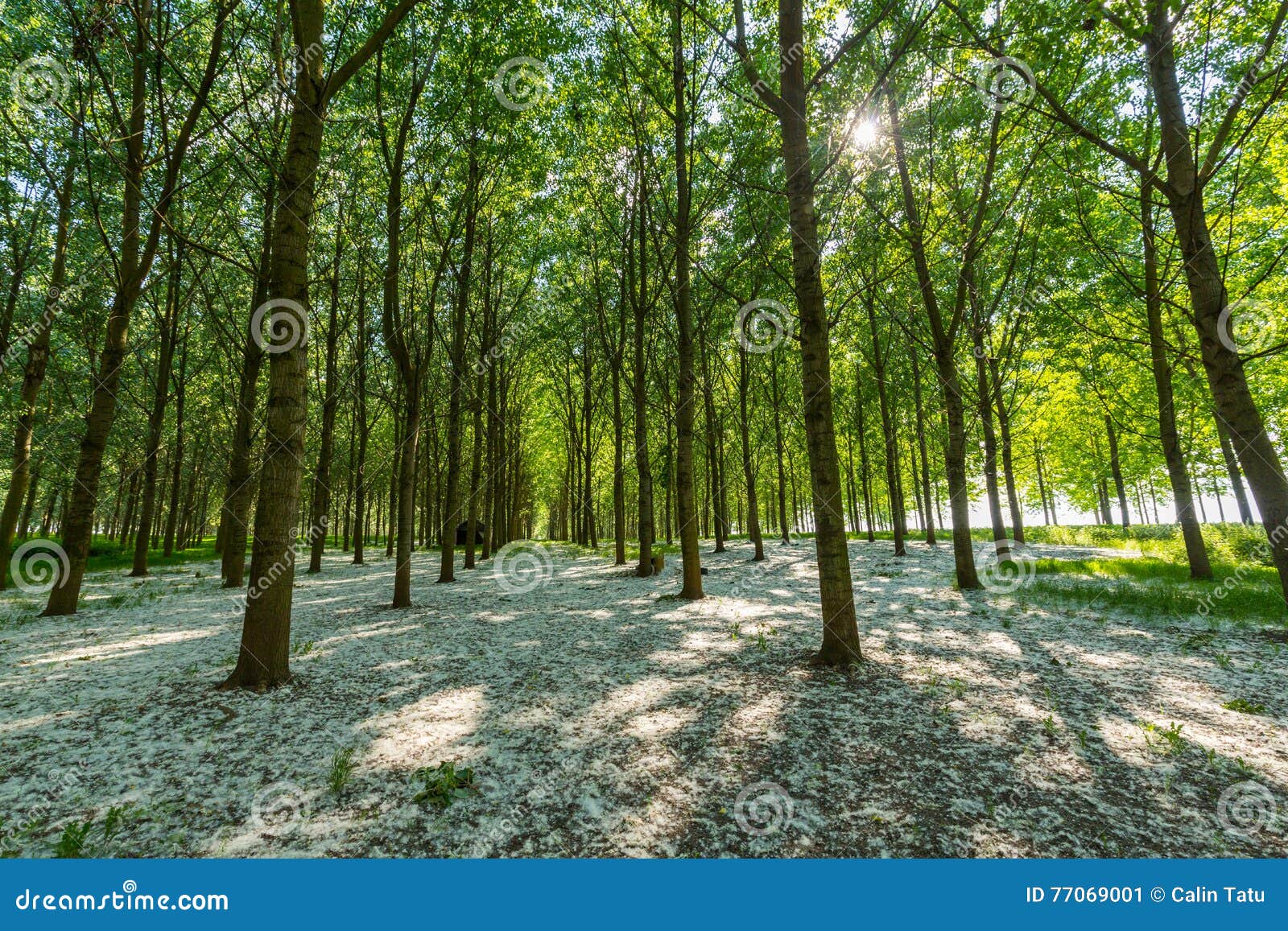 Poplar Trees and White Pollen in a Forest in Spring Stock Image - Image ...