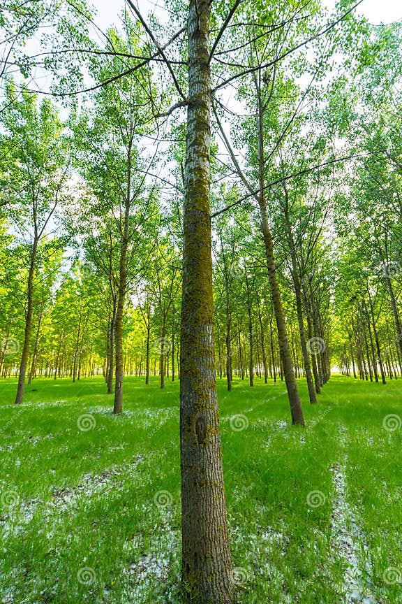 Poplar Trees and White Pollen in a Forest in Spring Stock Photo - Image ...