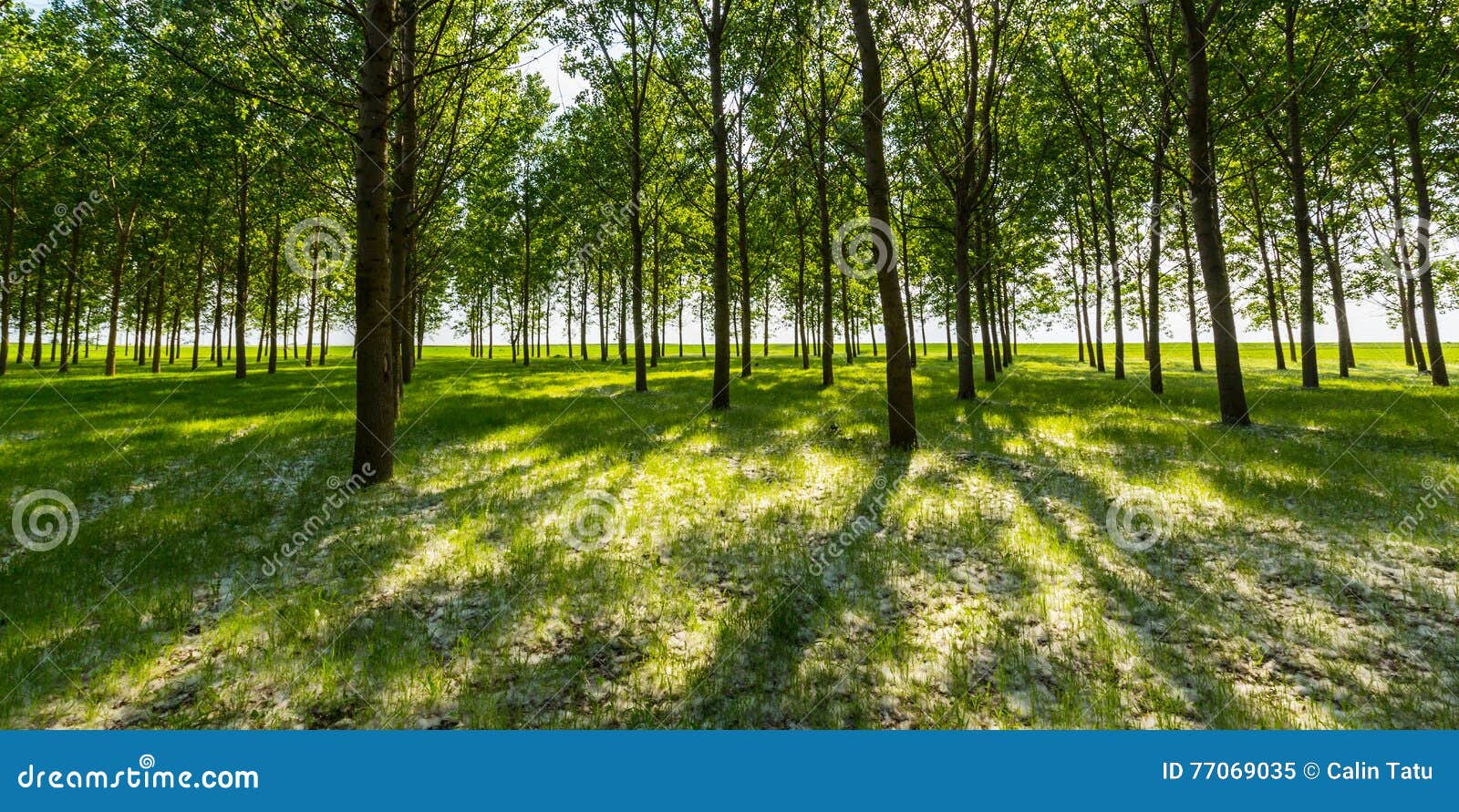 Poplar Trees and White Pollen in a Forest in Spring Stock Image - Image ...