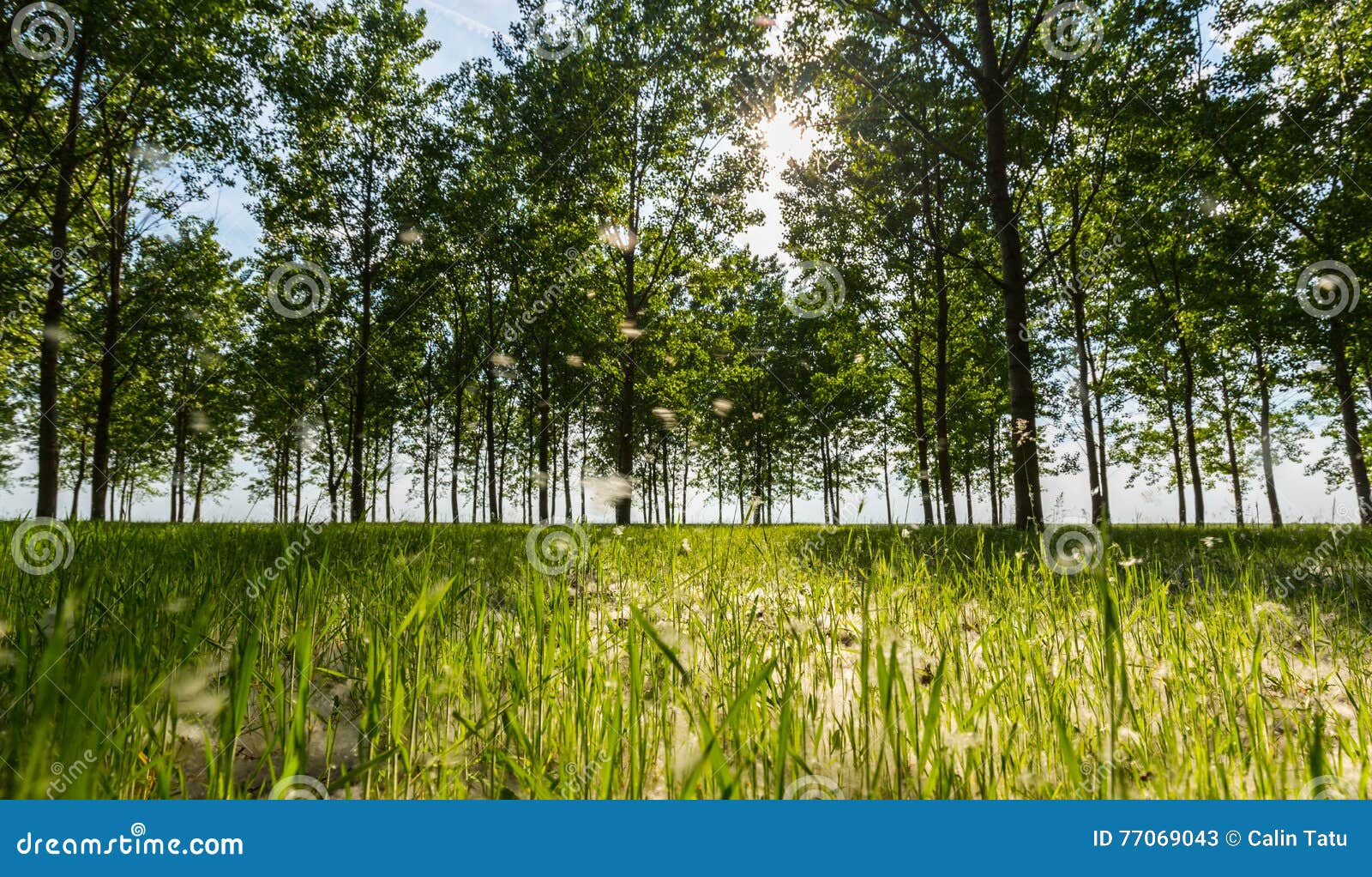 Poplar Trees and White Pollen in a Forest in Spring Stock Image - Image ...