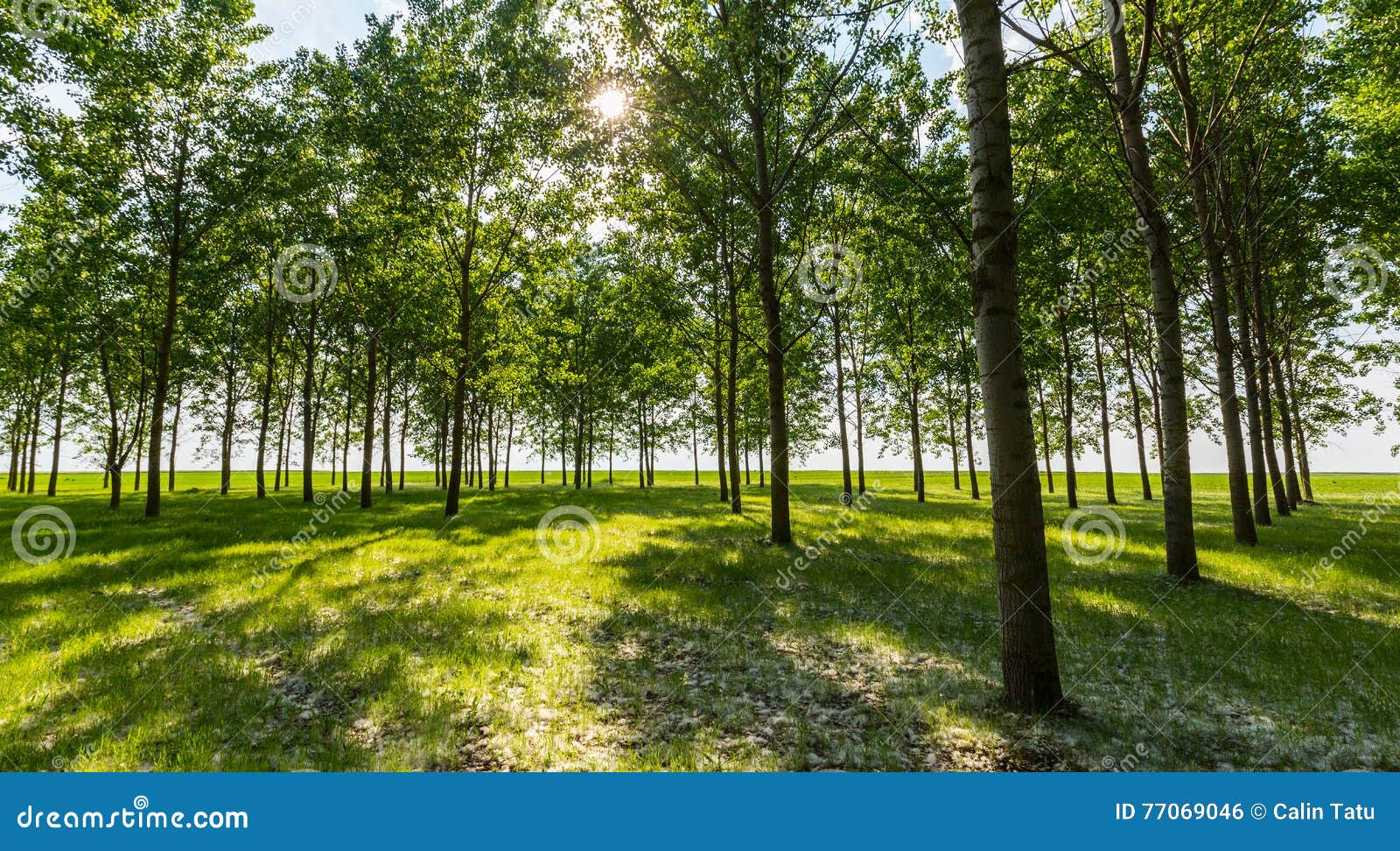 Poplar Trees and White Pollen in a Forest in Spring Stock Photo - Image ...