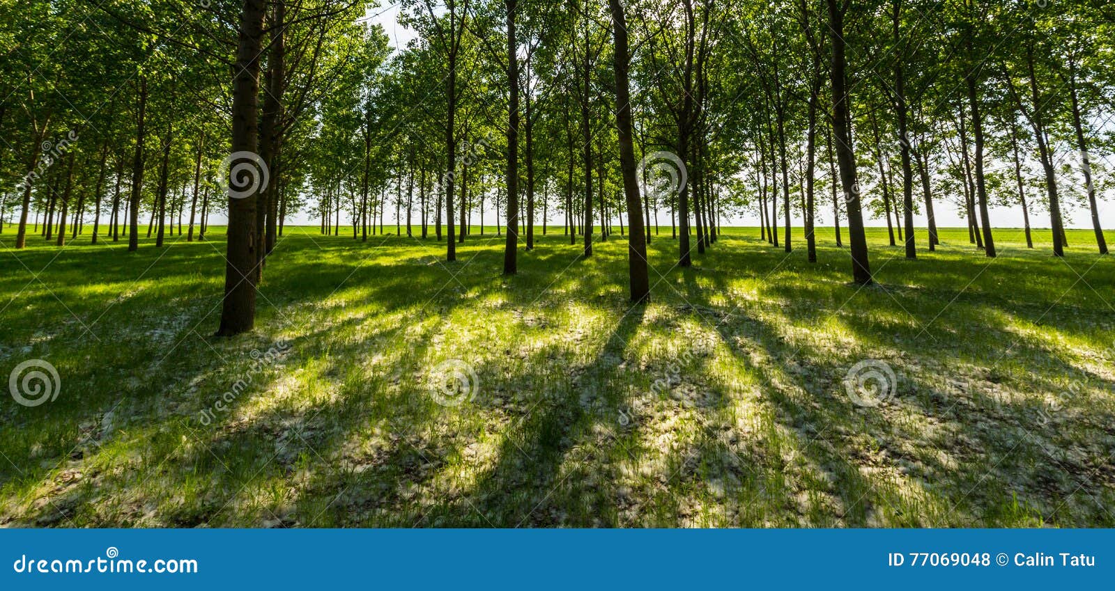 Poplar Trees and White Pollen in a Forest in Spring Stock Photo - Image ...