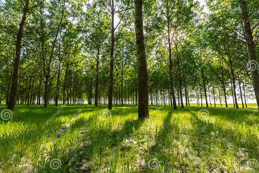 Poplar Trees and White Pollen in a Forest in Spring Stock Photo - Image ...
