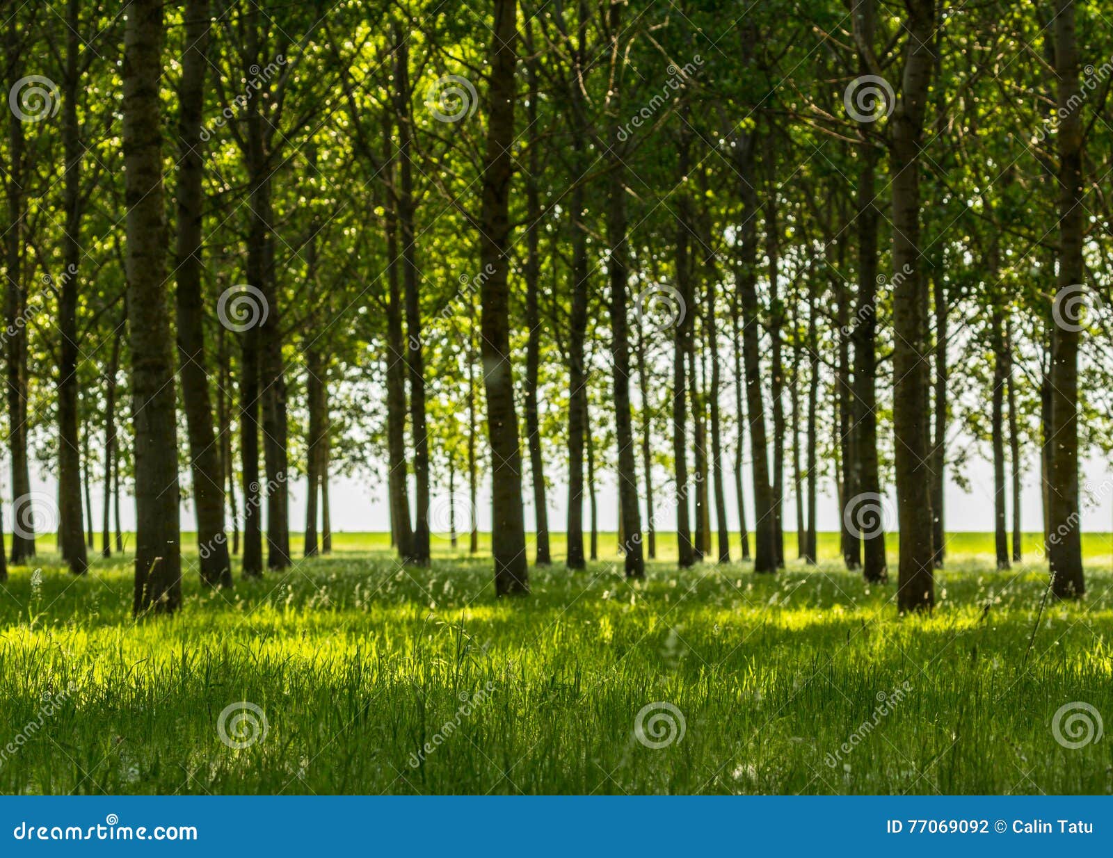 Poplar Trees and White Pollen in a Forest in Spring Stock Photo - Image ...