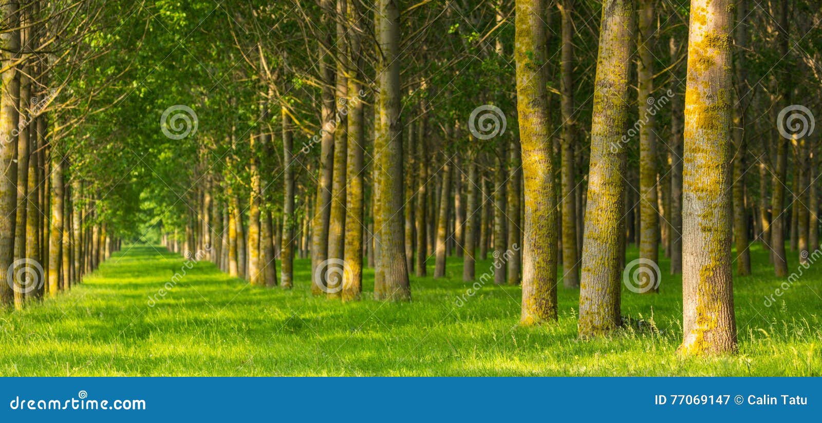 Poplar Trees and White Pollen in a Forest in Spring Stock Image - Image ...