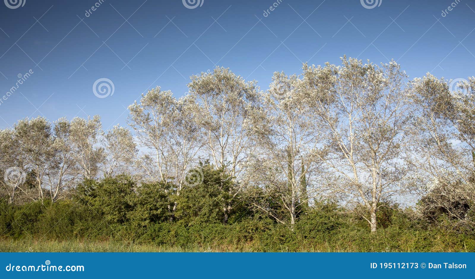 Poplar Trees on Windy Day with Clouds in Sky Stock Image - Image of ...
