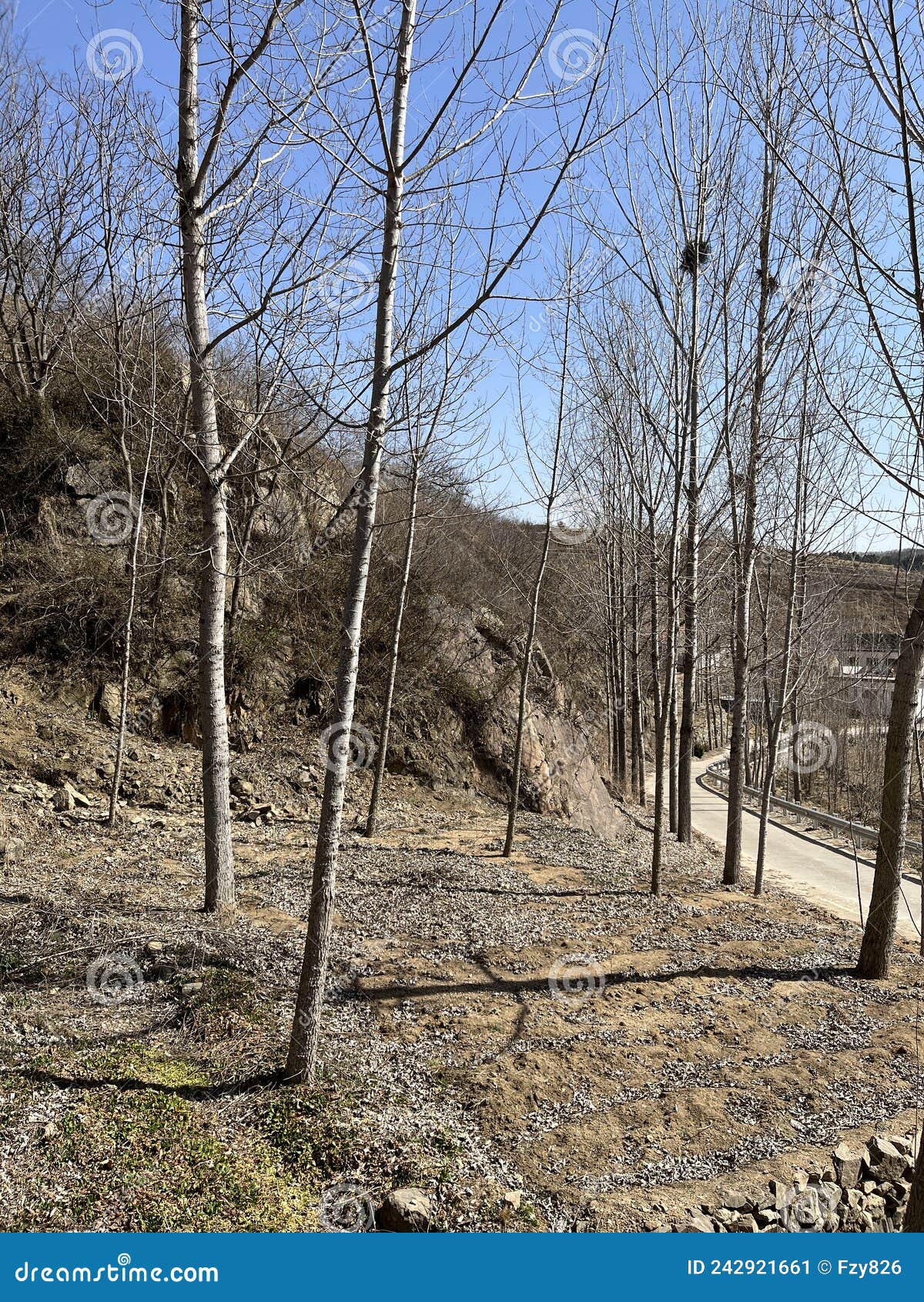Poplar trees in winter stock image. Image of sunny, nature - 242921661