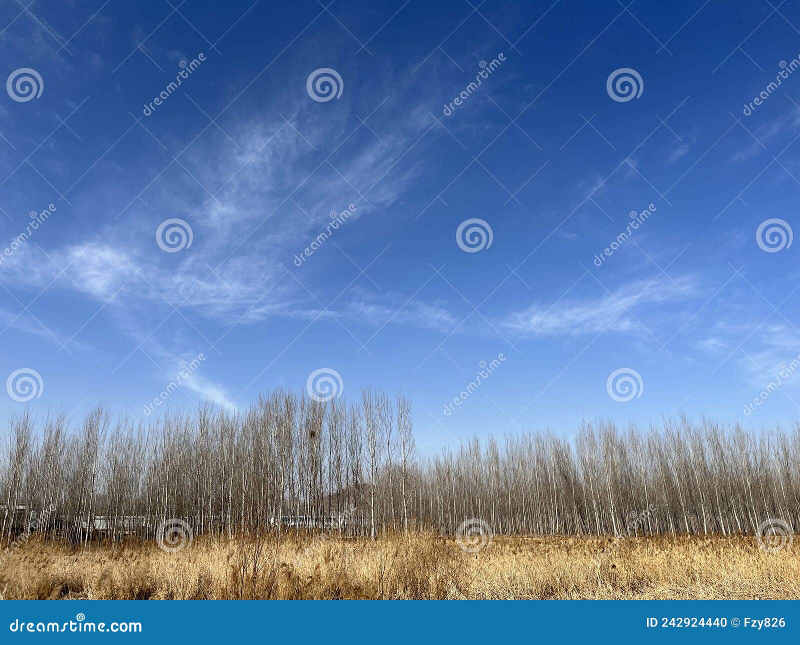 Poplar trees in winter stock photo. Image of panorama - 242924440