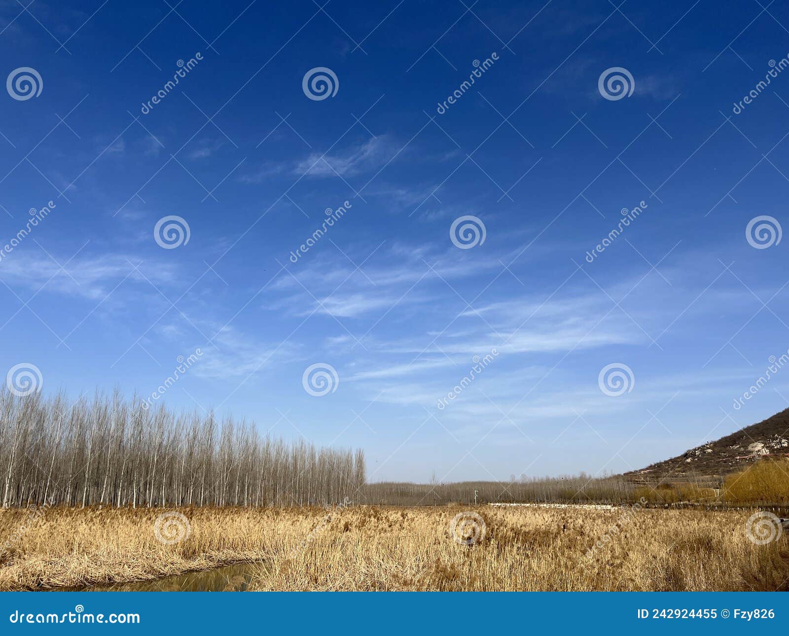 Poplar trees in winter stock image. Image of blue, poplar - 242924455