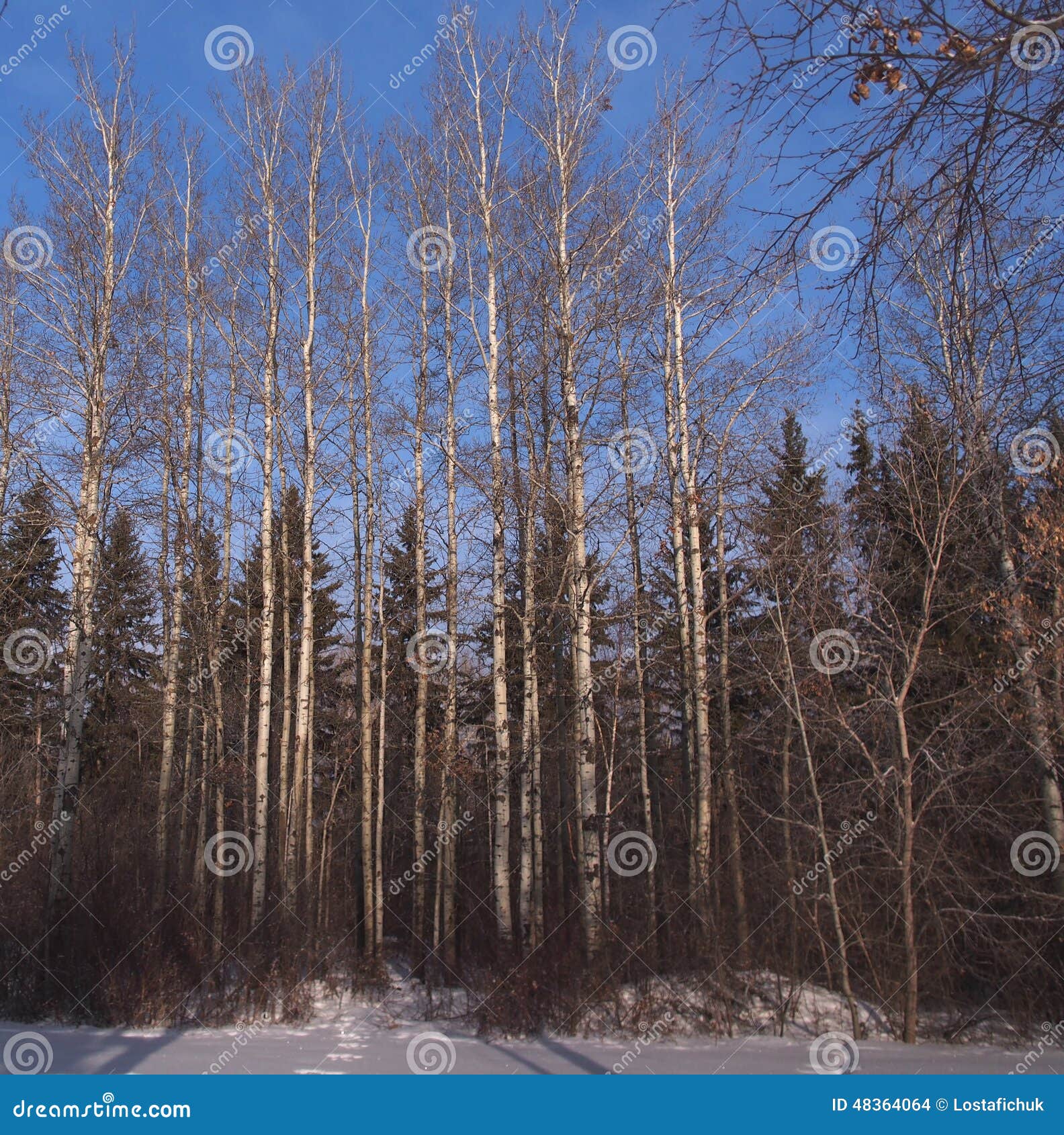 Poplar Trees in Winter stock photo. Image of winter, trees - 48364064