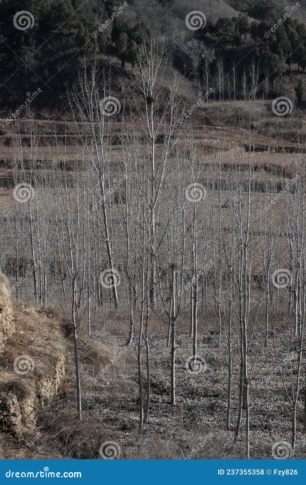 Poplar trees in winter stock photo. Image of seasonal - 237355358
