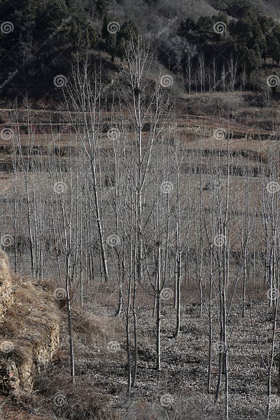 Poplar trees in winter stock photo. Image of seasonal - 237355358