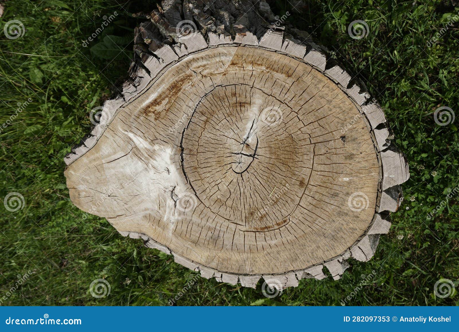 Poplar Trunk Cut Across. View from Above Stock Image - Image of flower ...