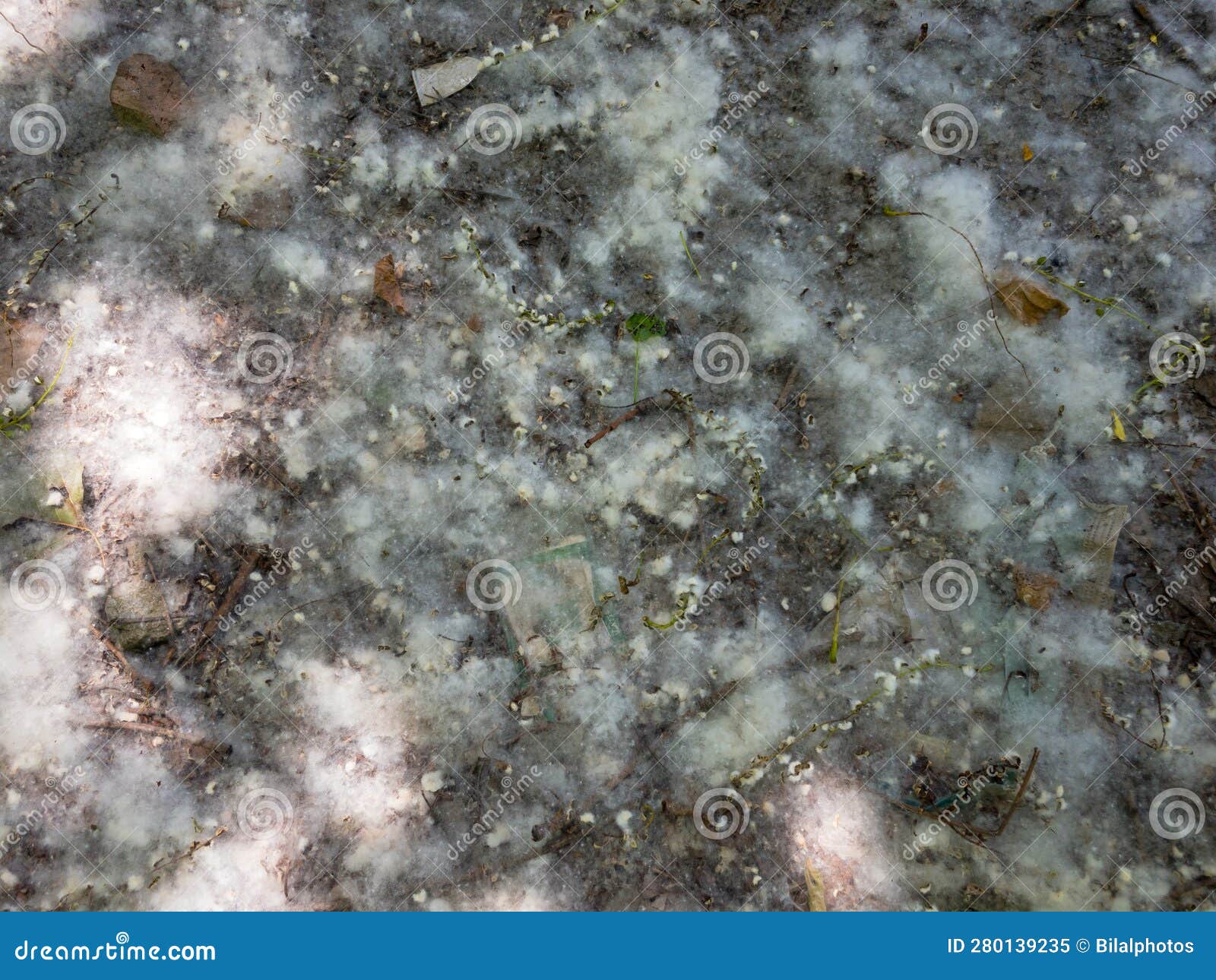 Poplar White Cotton on the Ground Stock Image - Image of flower ...