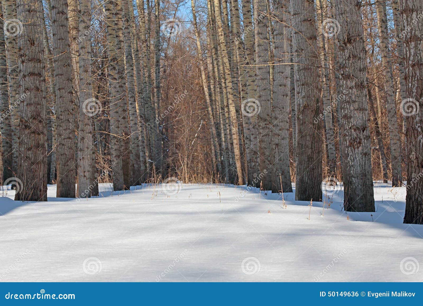 Poplar in winter forest stock photo. Image of straight - 50149636