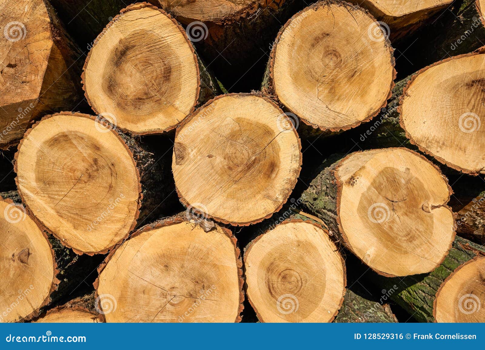 Poplar Wood Logs Background Stock Photo - Image of agriculture, detail ...