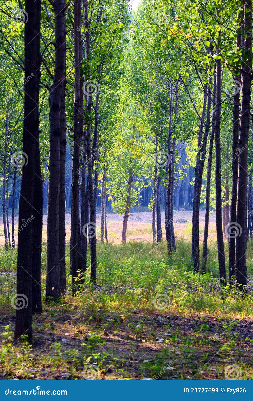 Poplar woods stock image. Image of outdoor, poplars, nature - 21727699